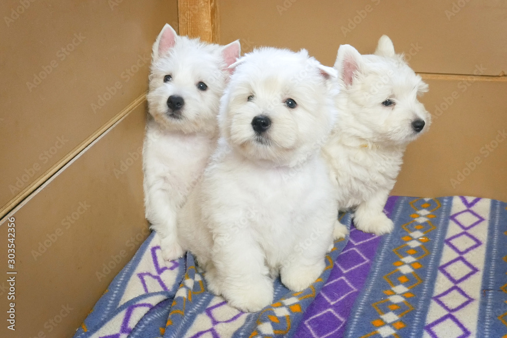 Do I Need A Business License To Sell Puppies