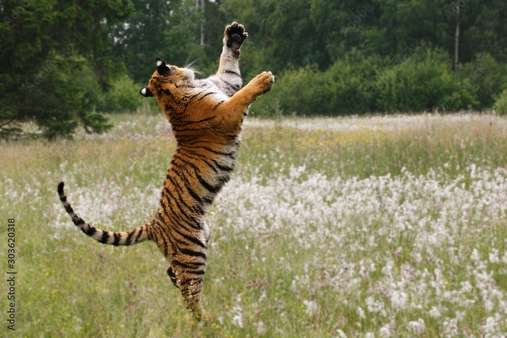 The Siberian tiger (Panthera tigris Tigris), or Amur tiger (Panthera ...