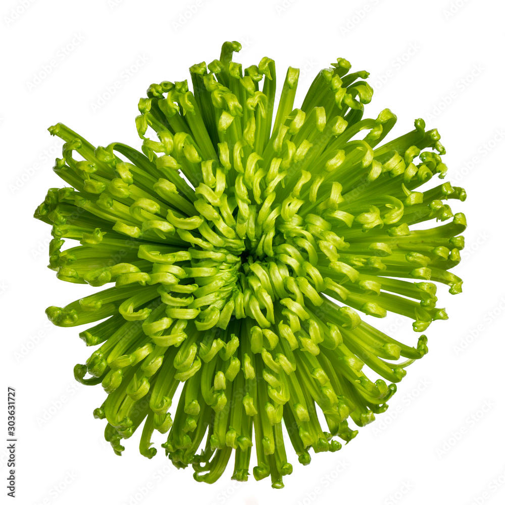 Top view of green chrysant flower. Isolated on white background. Stock ...