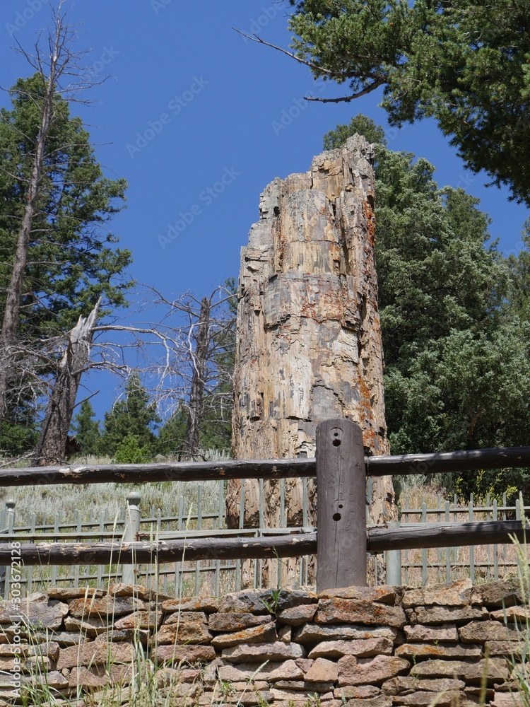 Petrified Tree Yellowstone