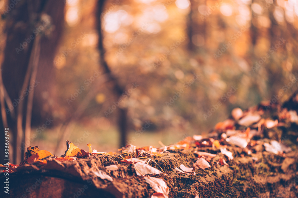 Tree trunk in the forest, surrounds autumn leaves, Autumn picture in ...