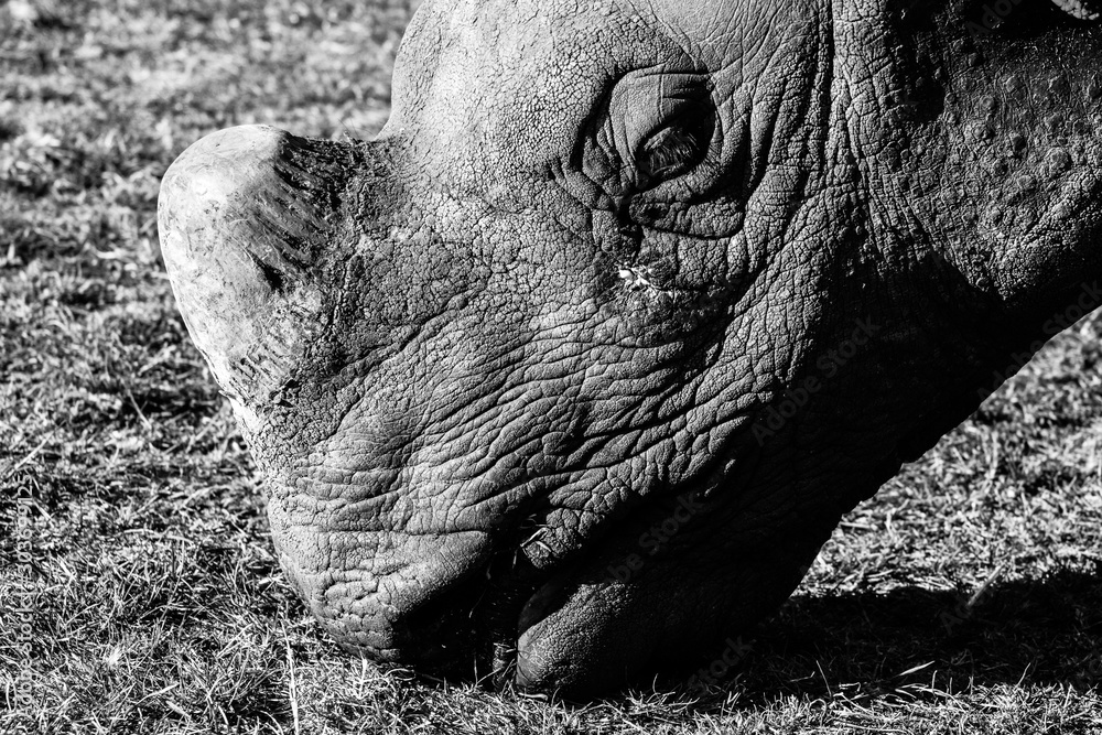 black and white rhino in the safari eating grass. beautiful and well ...
