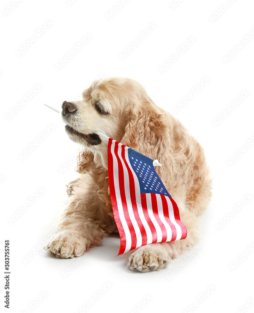 Cute cocker spaniel dog with USA flag on white background. Memorial Day ...
