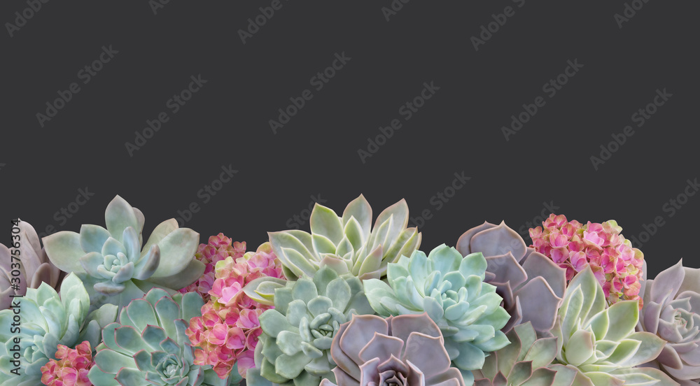 Succulent Desktop Wallpaper