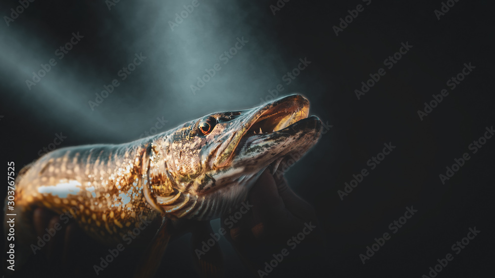 Pike close-up on a black background. Stock-Foto | Adobe Stock