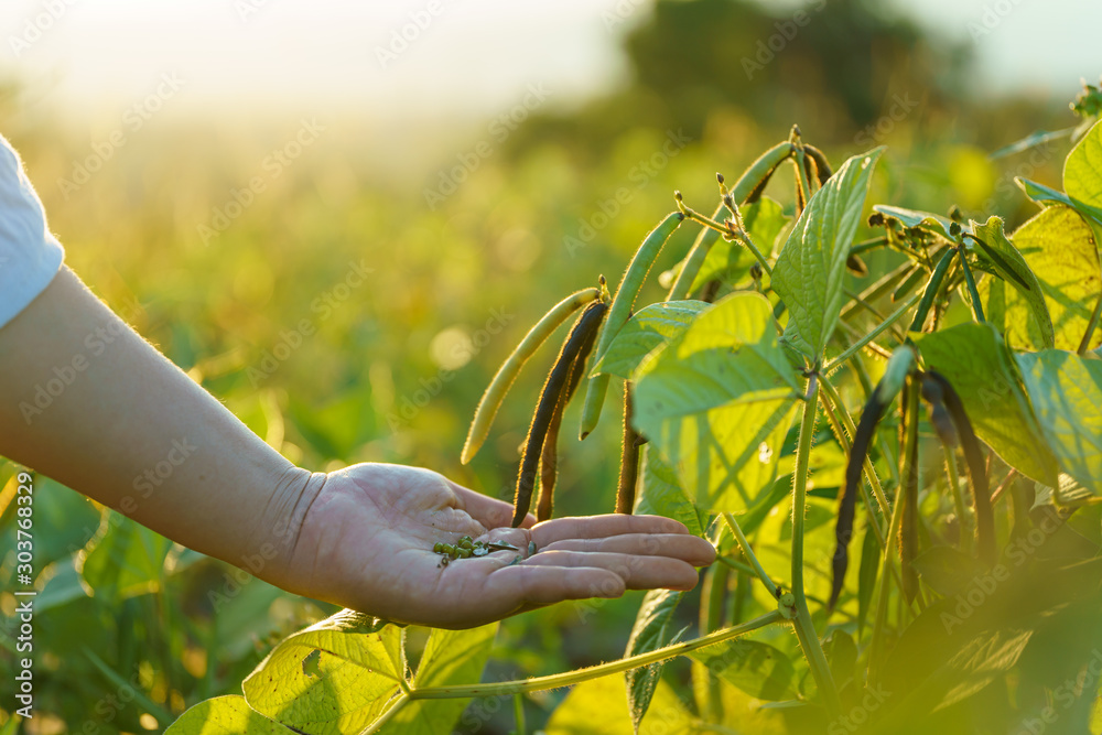 Mung bean on hands green pods (Vigna radiata) and mung bean leaves on ...
