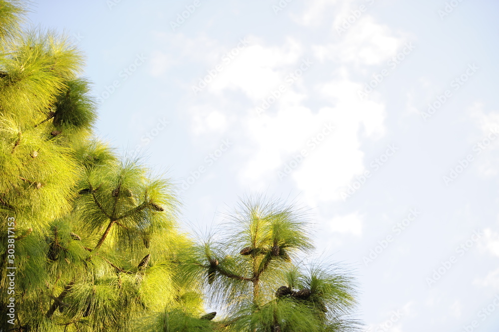 Poster pino arbol – Wall Art | UkPosters