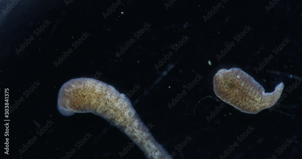 Leeches are segmented worms that belong to the phylum Annelida and ...