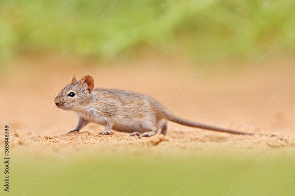 Four-striped grass mouse, Rhabdomys pumilio, beautiful rat in the ...