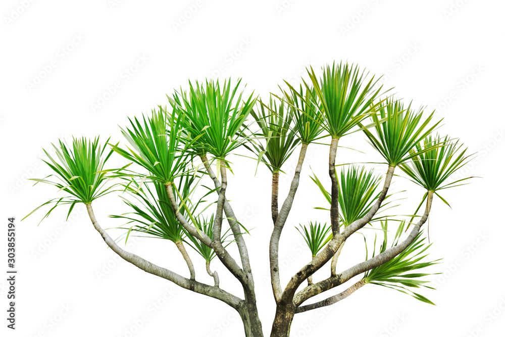 Dragon Tree, Dracaena Plant, Isolated on White Background with Clipping ...