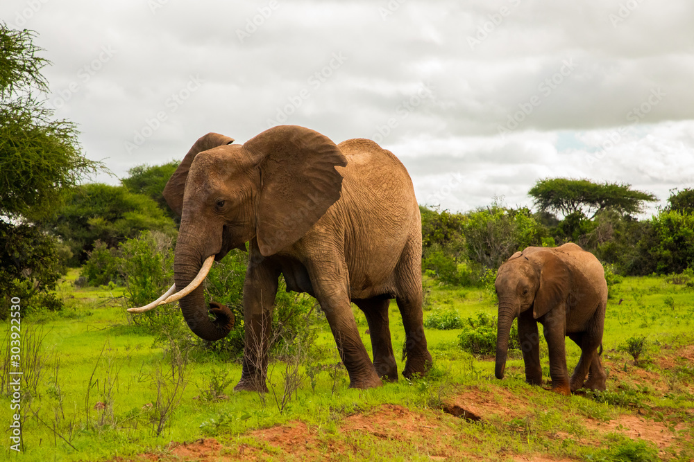 Foto de .African elephant with elephant baby in the wild in the ...