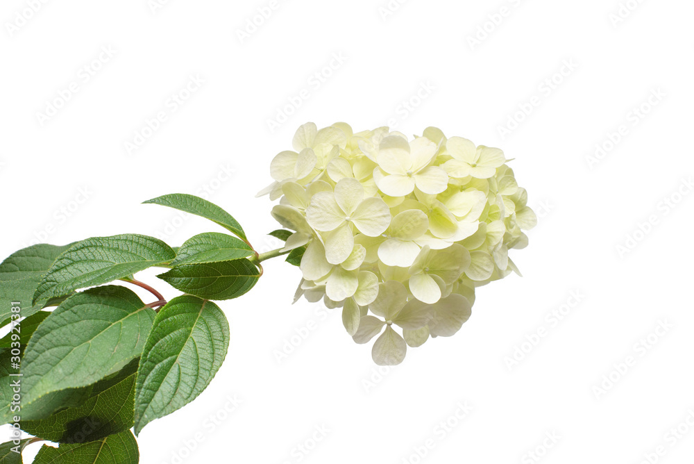 Hydrangea paniculata isolated on white background. White beautiful ...
