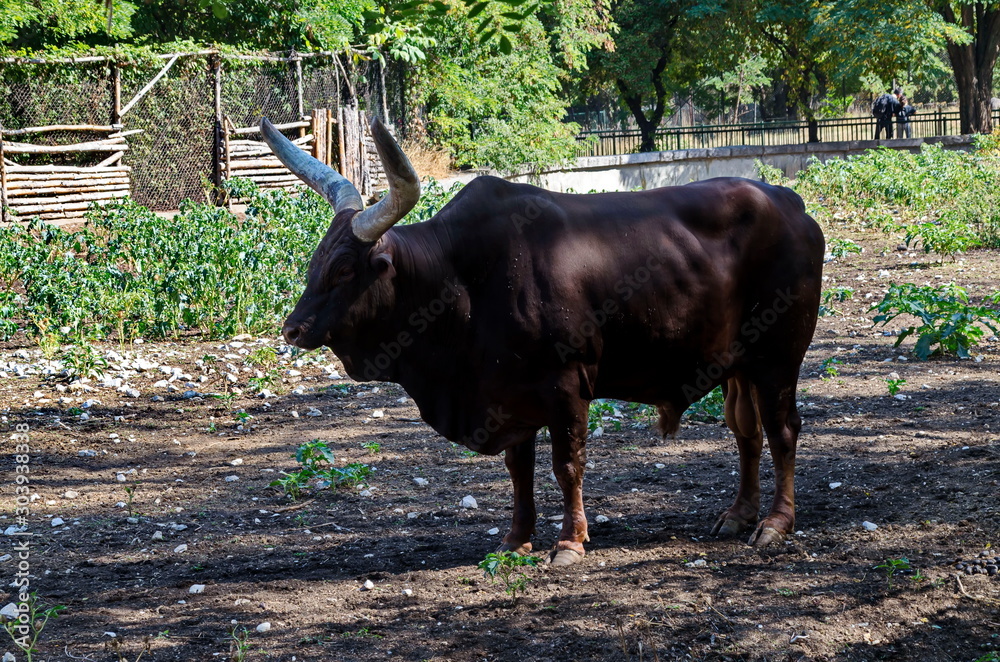 African brown bull Ankole Watusi, Bos taurus watusi or Ankole Longhorn ...