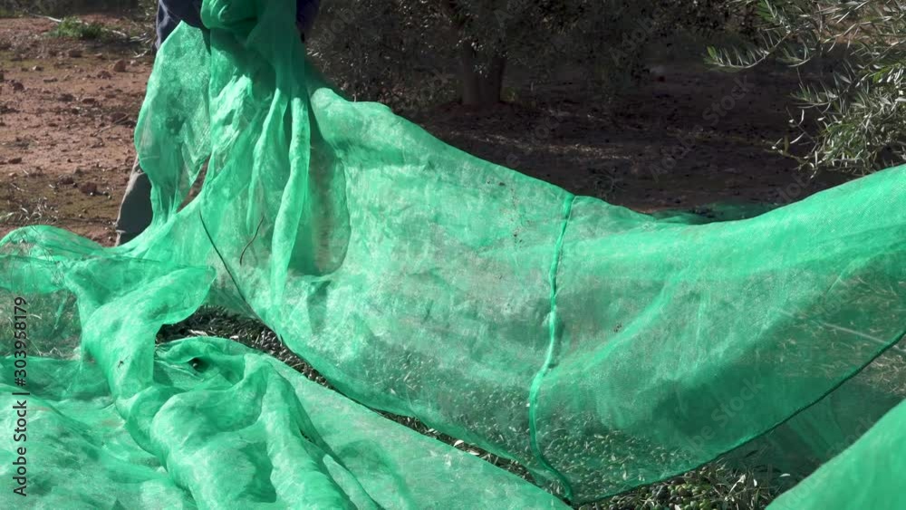 Farmers working with the olive meshes, manipulate the meshes to group ...