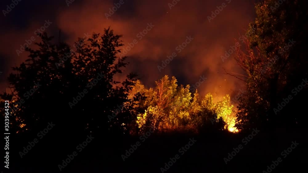 Forest fire. Fire destroys trees and forest animals. Fires in the ...