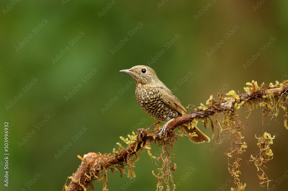 Blue Capped Rock Thrush Female