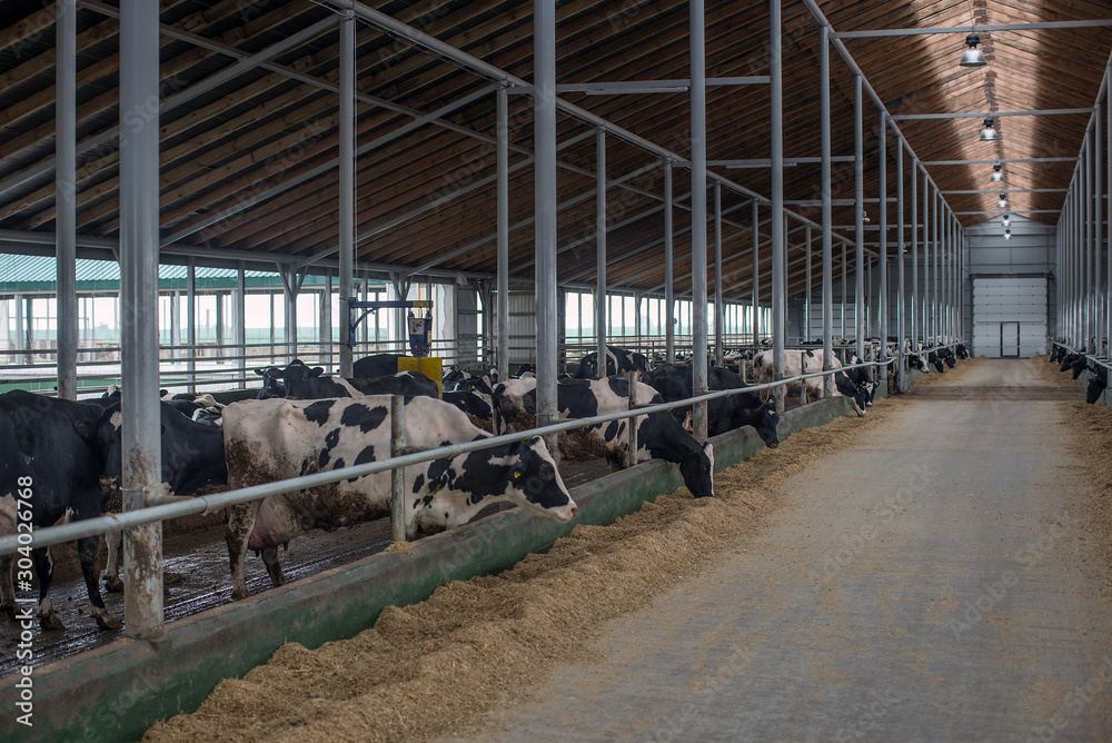 farming, livestock farming in Ukraine Stock Photo | Adobe Stock