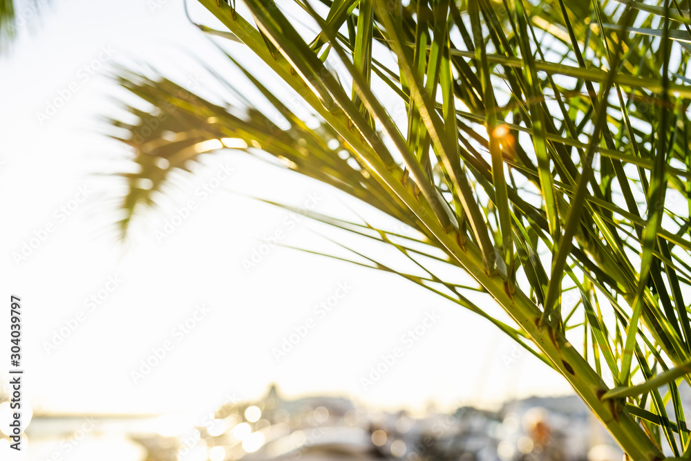 Green palm branches lit by the sun. Sun glare. Boke. Background for design. Rest at nature ...