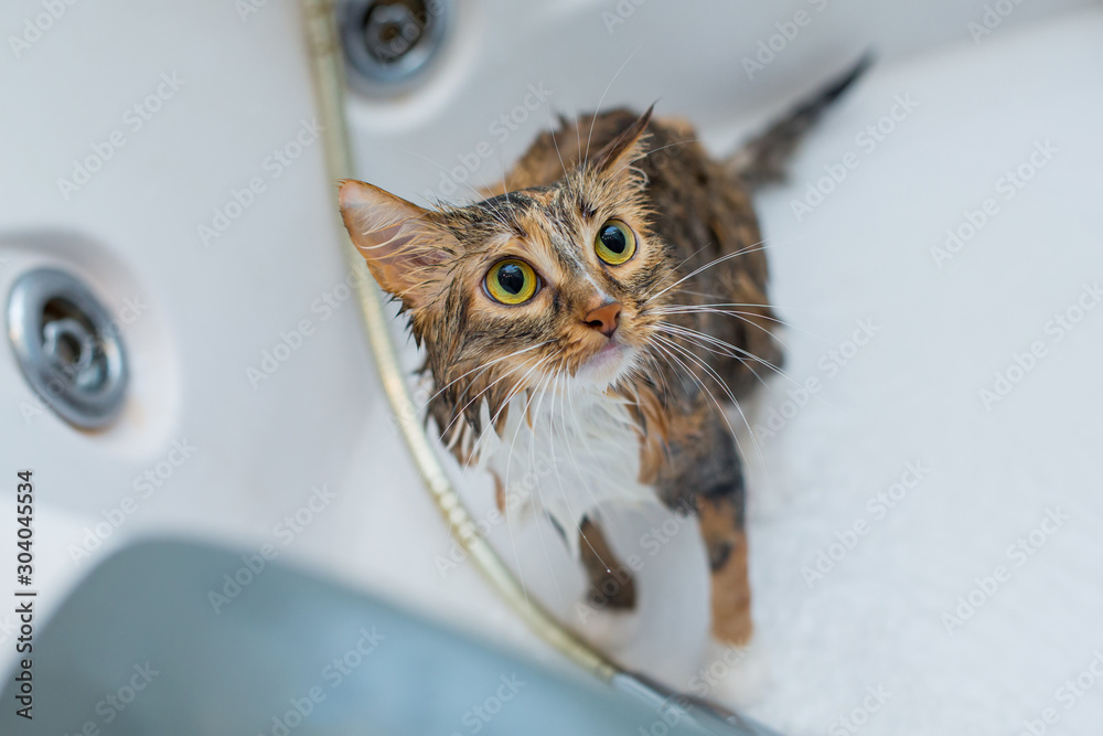 Do Not Want Bath Cat