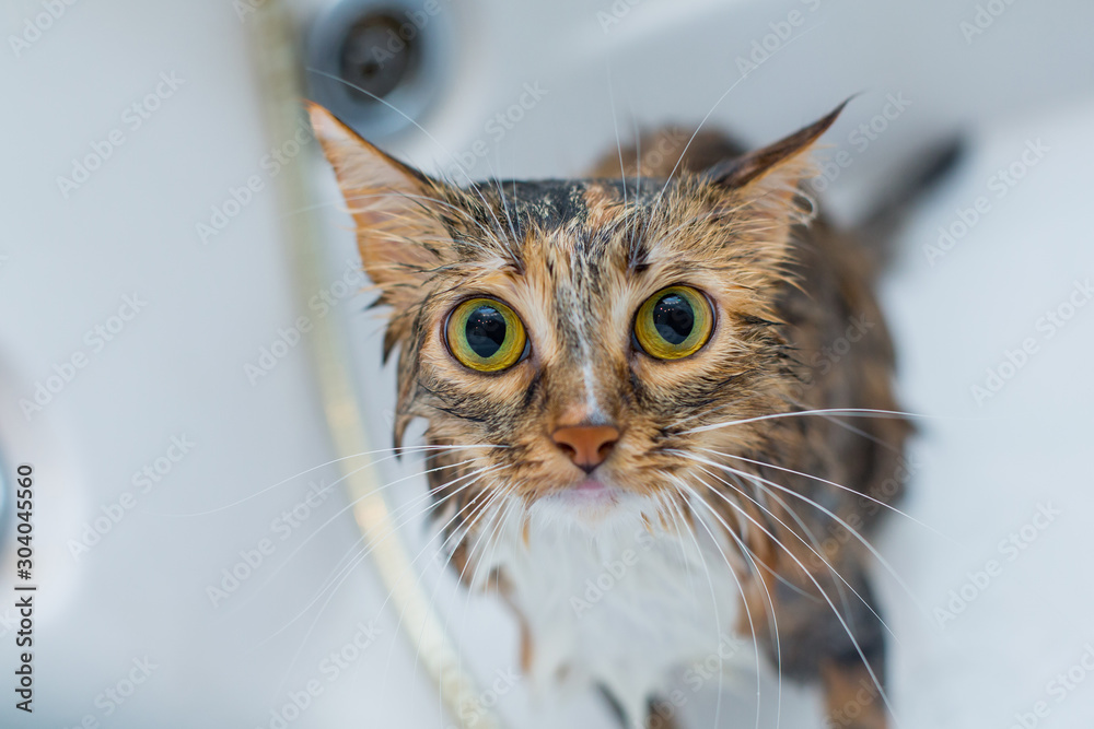 Do Not Want Bath Cat