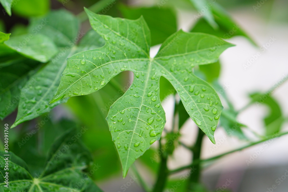 Young Leaves of Cnidoscolus aconitifolius or chaya plants and blur bud ...
