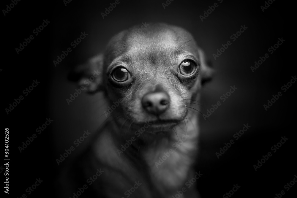Sad Puppy Black And White