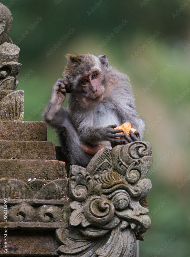 junger Makake im Monkey Forest auf Bali Stock Photo | Adobe Stock