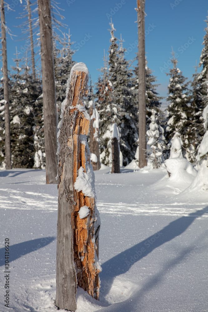 Deat tree stump at a hiking trail to Mount Lusen in the Bavaraian ...