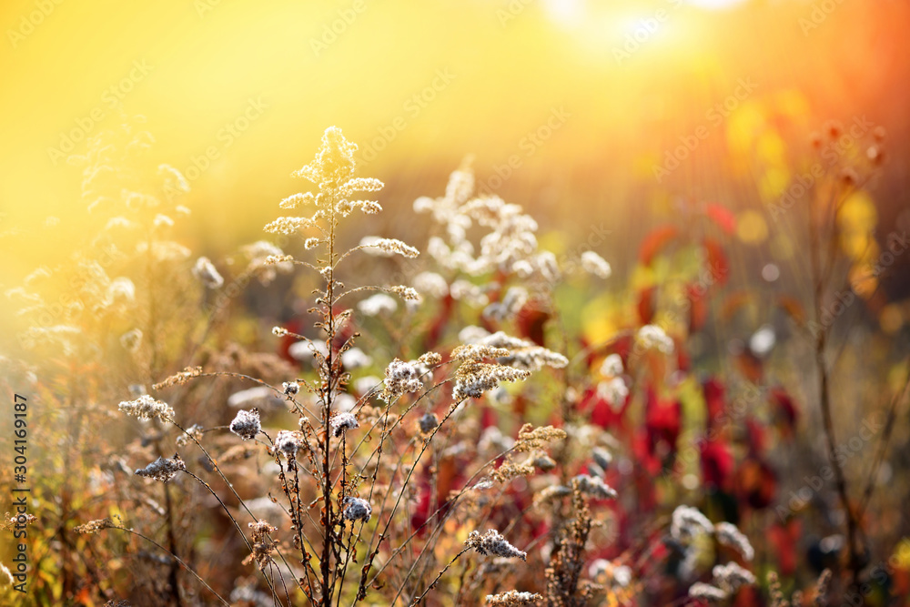 Goldenrod (Solidago canadensis) with dry seeds in a fall meadow. Autumn ...