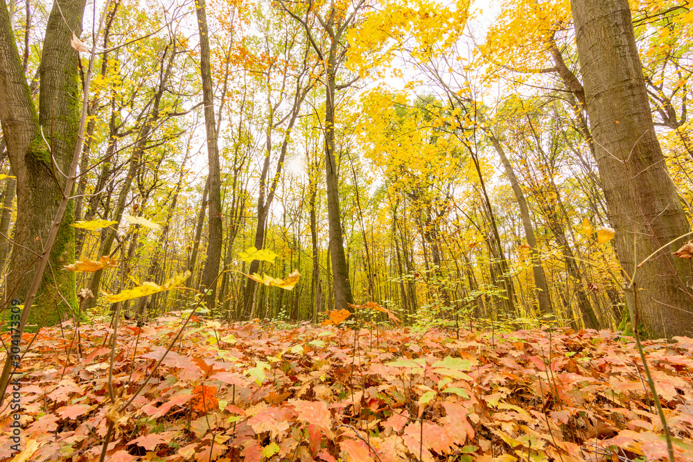 Fallen leaves, grass and tress in the forest during autumn season ...