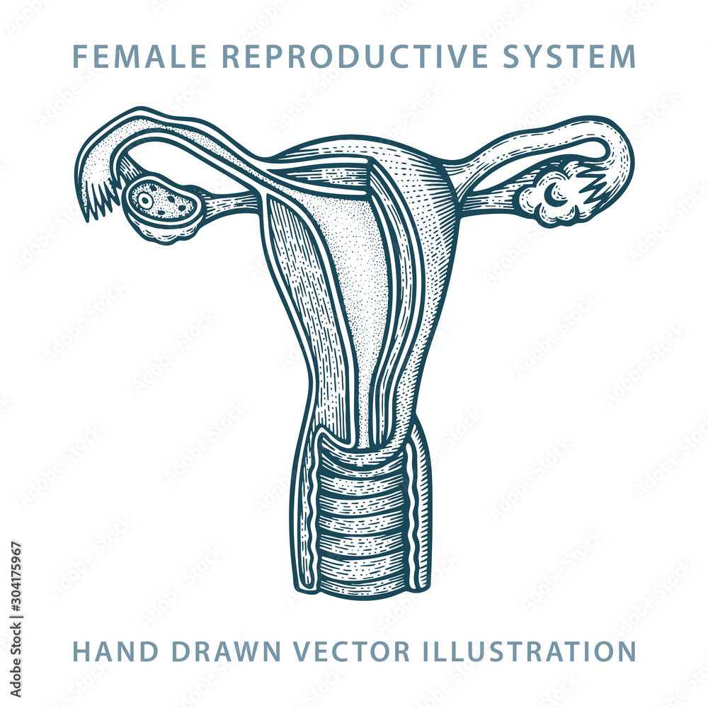 Woman Anatomy Female Reproductive System Hand Drawn Vector Illustration Female Medical Sketch