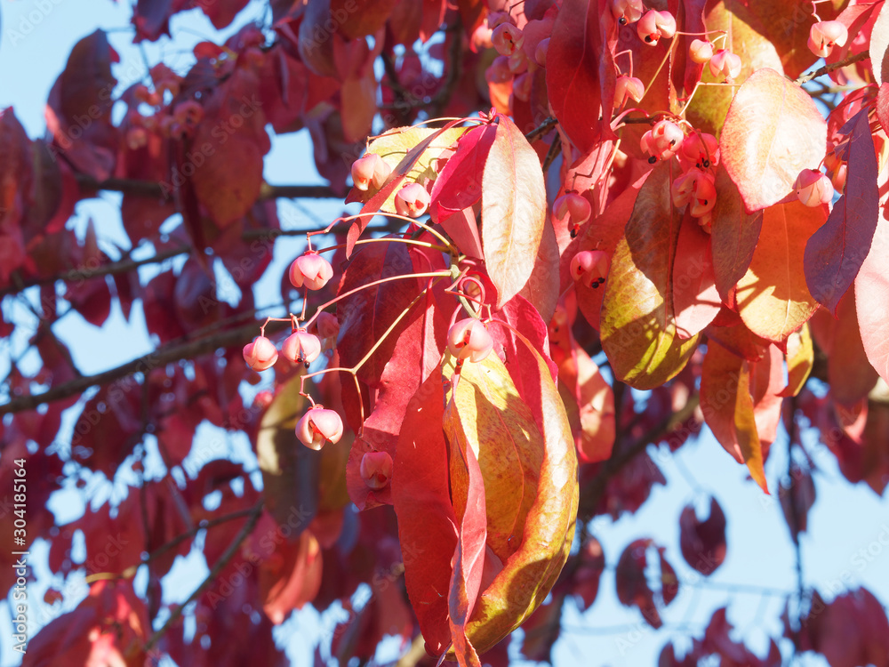 Euonymus grandiflorus 'Rouge rubis' ou fusain à grandes fleurs au ...