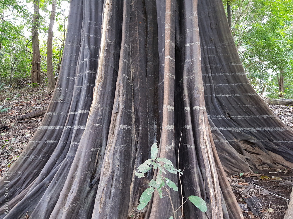 Swartzia polyphylla, in Brazil called Paracutaca, Fabáceas (ex ...