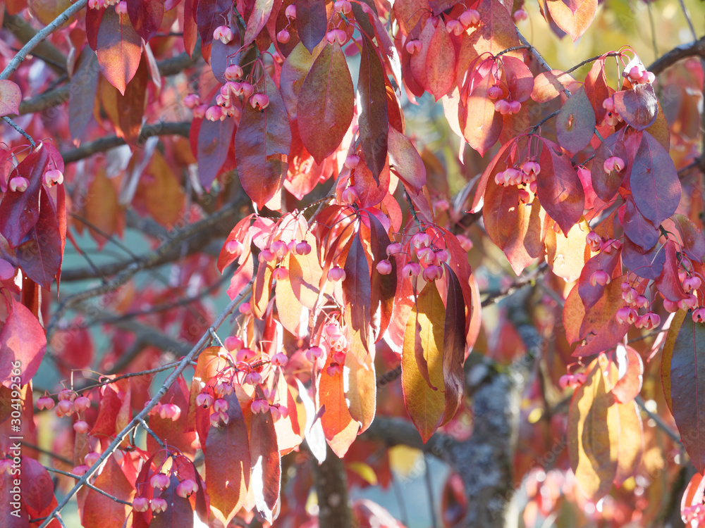 Euonymus grandiflorus 'Rouge rubis' ou fusain à grandes fleurs au ...