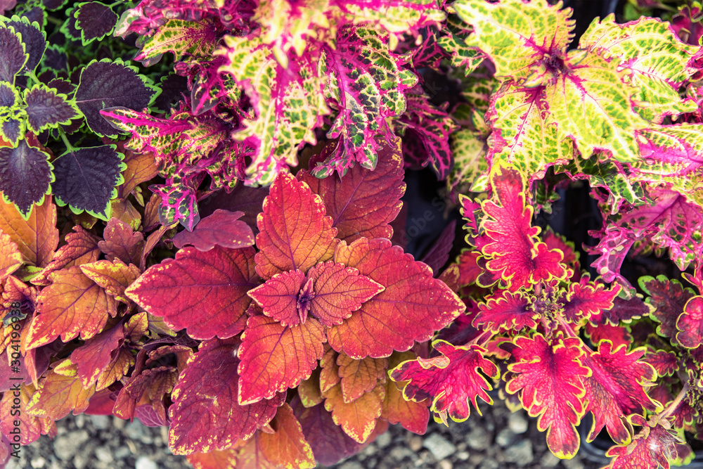 Coleus plant, plectranthus scutellarioides. Top view, close up Stock ...