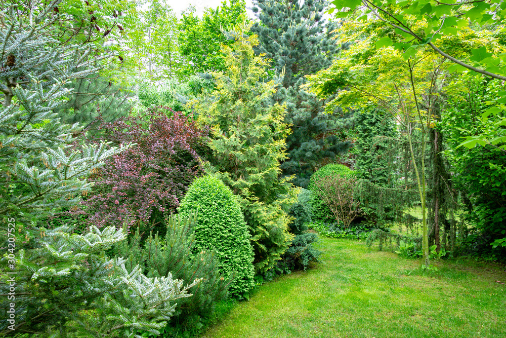 Multicolor landscape background with evergreen plants. Fir Abies ...