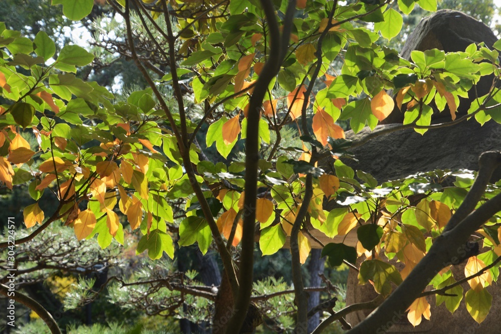 Dendropanax trifidus is an evergreen tree called "Kakuremino" in Japan ...