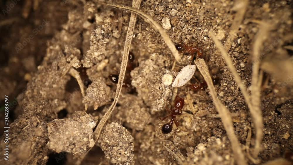 Top down view of disturbed fire ant mound - many ants moving pieces of ...