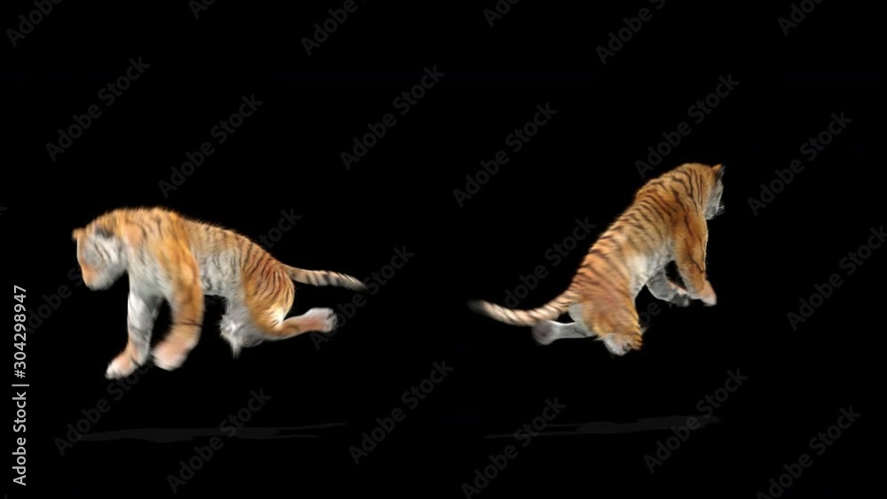 tiger CG fur 3d rendering animal realistic CGI VFX Animation Loop alpha ...