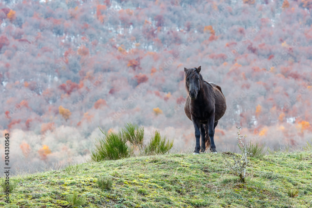 Caballo pottoka en la pradera, hayedo con los colores otoñales de fondo ...