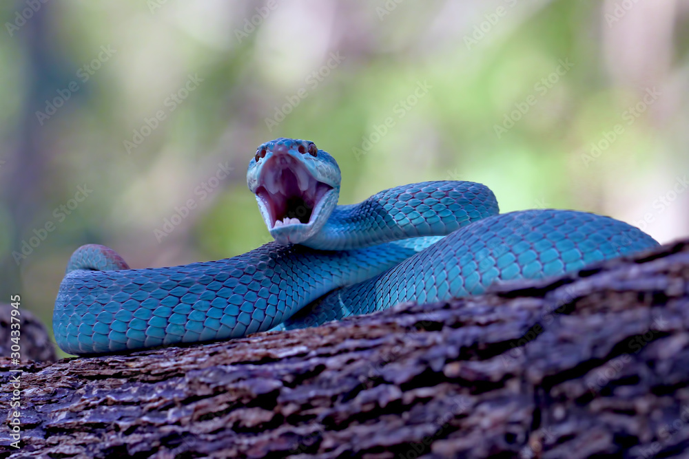 blue insularis pit viper snake, trimeresurus albolabris, venomous snake ...