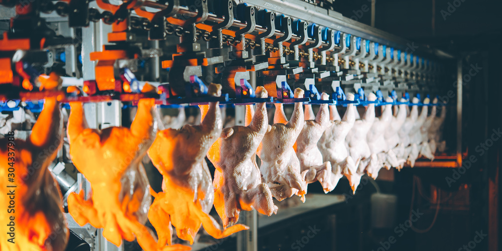 bird chicken factory line hang poultry industry Stock Photo | Adobe Stock