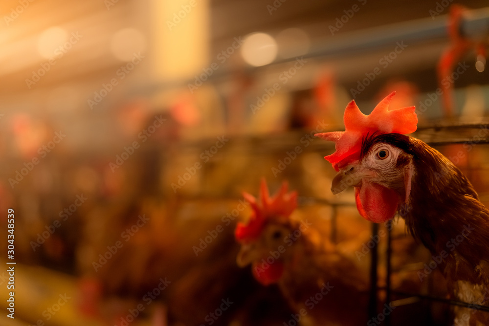 Chicken farm. Egg-laying chicken in cages. Commercial hens poultry ...