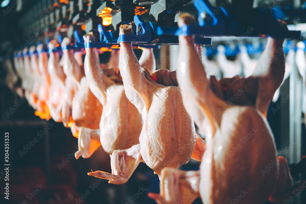 bird chicken factory line hang poultry industry Stock Photo | Adobe Stock