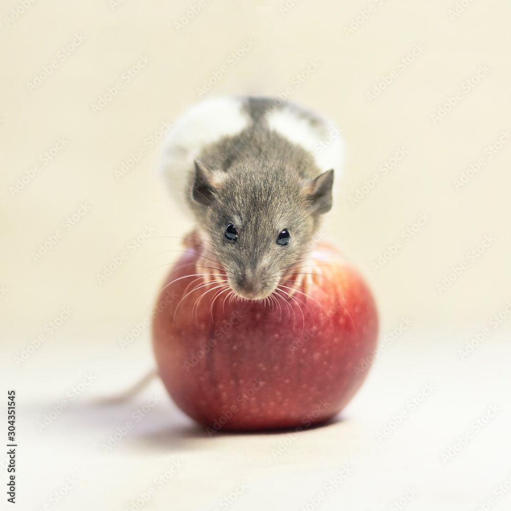 rat on a white background sits on a red Apple. Decorative rat or mouse ...