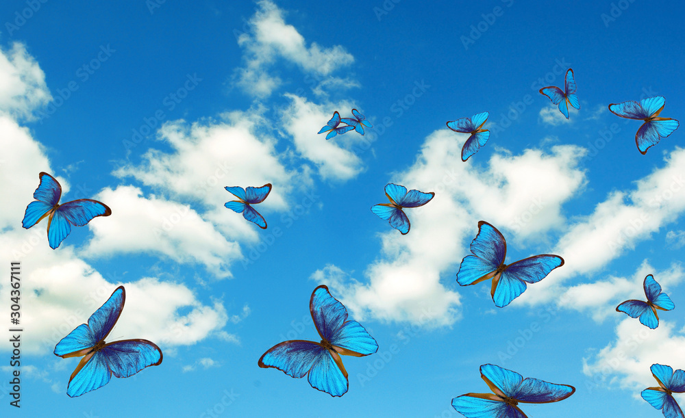 Real Blue Butterflies Flying