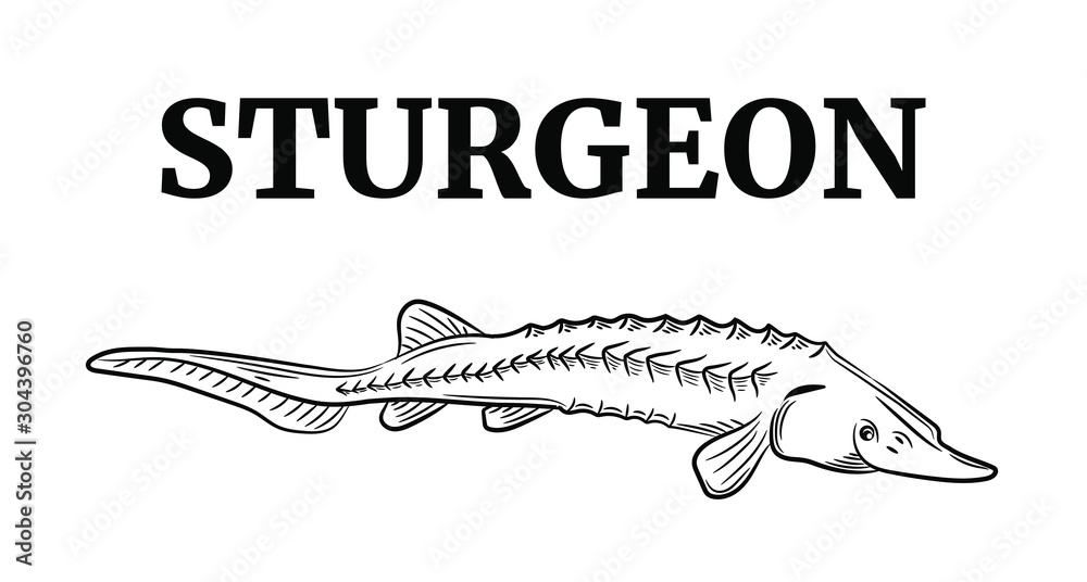 Set of the sturgeon, vector illustration sketch style Stock Vector ...