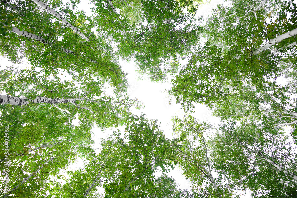 Green crown trees view from below isolated white background. Green ...