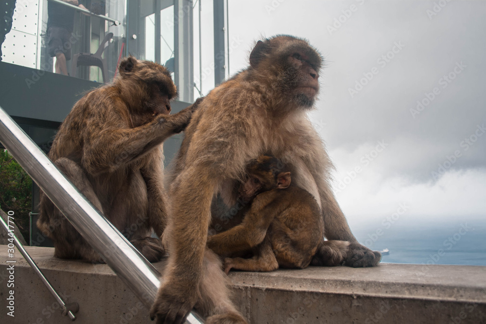 Familia de monos con bebe amamantando en gibraltar Stock-Foto | Adobe Stock