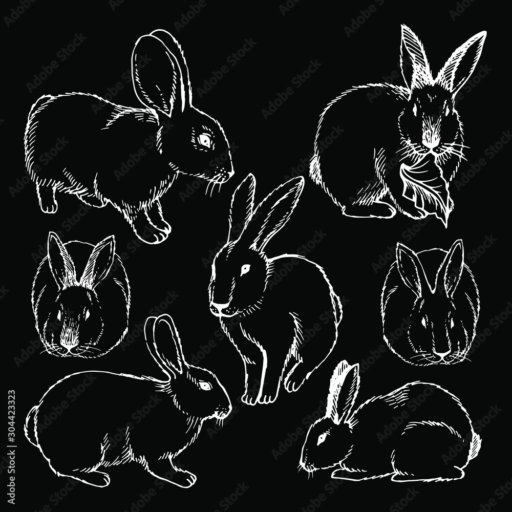 Hand drawn Sketch Set of rabbits isolated on white. Ink illustration of ...